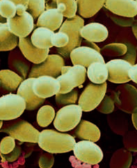 Fermentation ~ Kang Biology